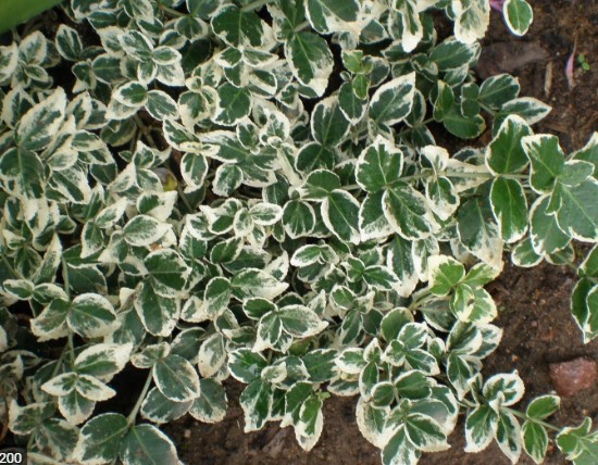 Lilled, haljastus :: Hauaplatsi hooldus