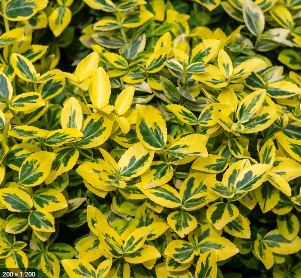 Lilled, haljastus :: Hauaplatsi hooldus